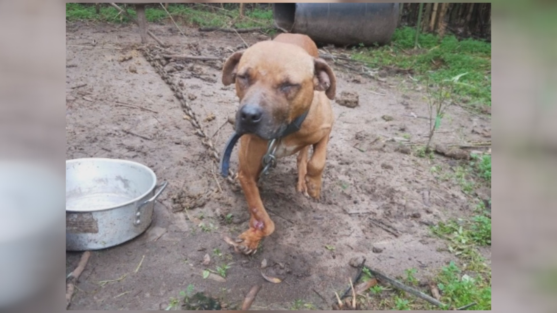 Was your dog in the alleged Central Georgia dog fighting ring? | 13wmaz.com