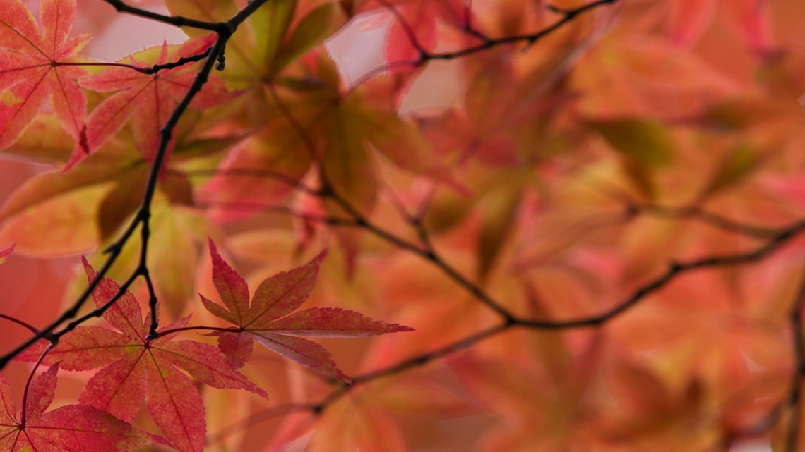 Discover Fall Events in Central Georgia 2025 | 13wmaz.com