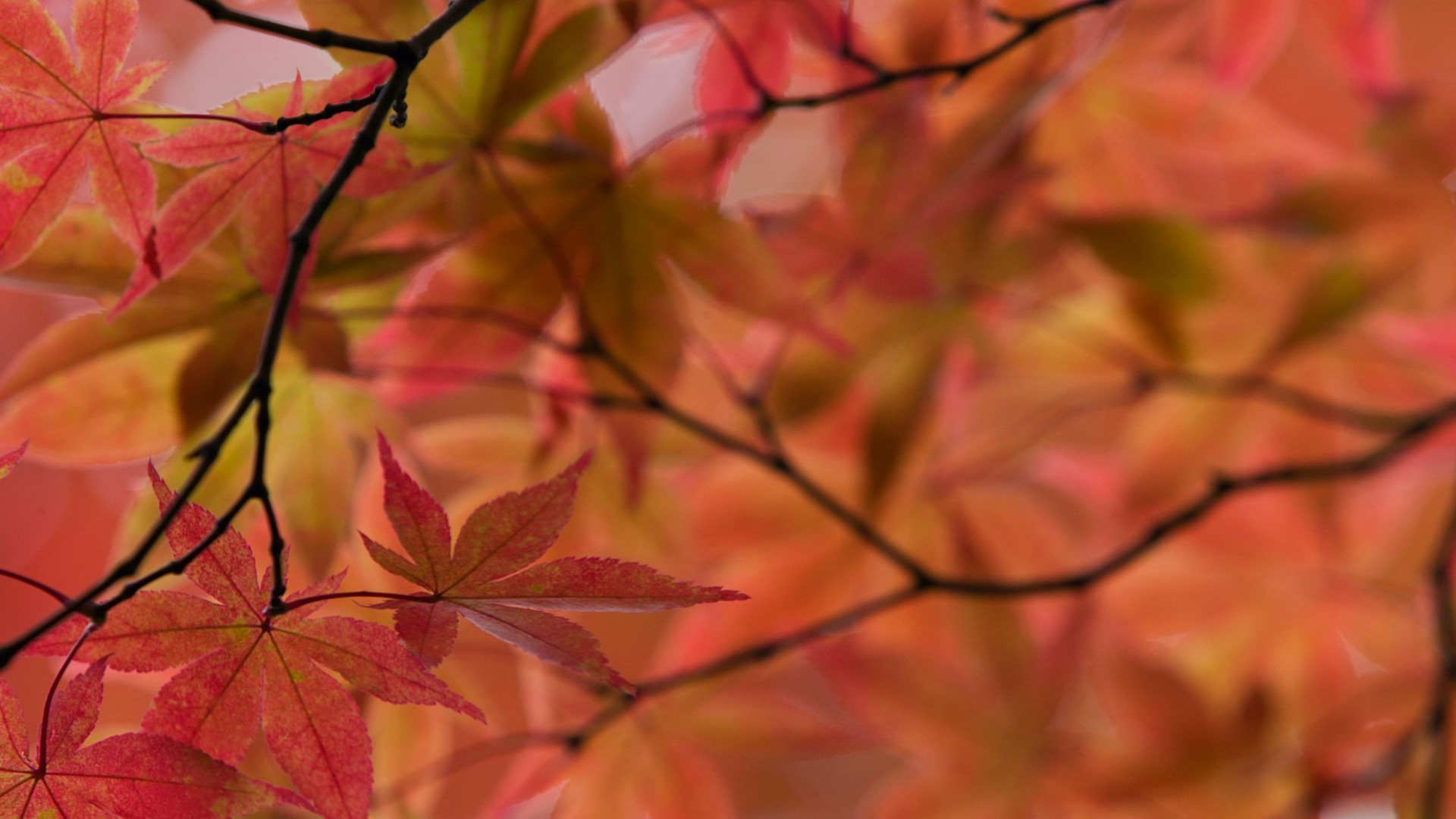 Discover Fall Events in Central Georgia 2025 | 13wmaz.com