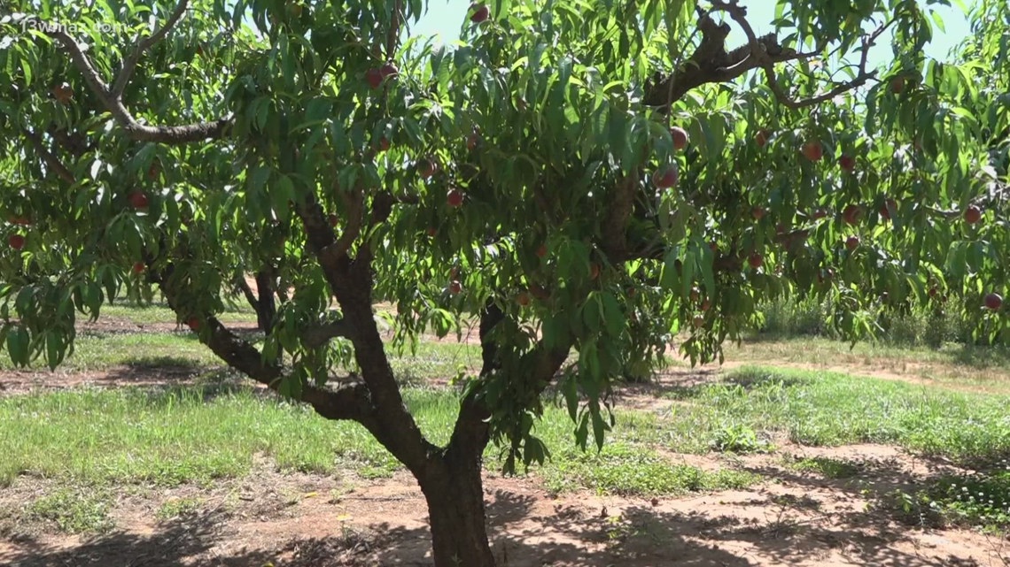Georgia peach growers predict bigger 2025 harvest | 13wmaz.com