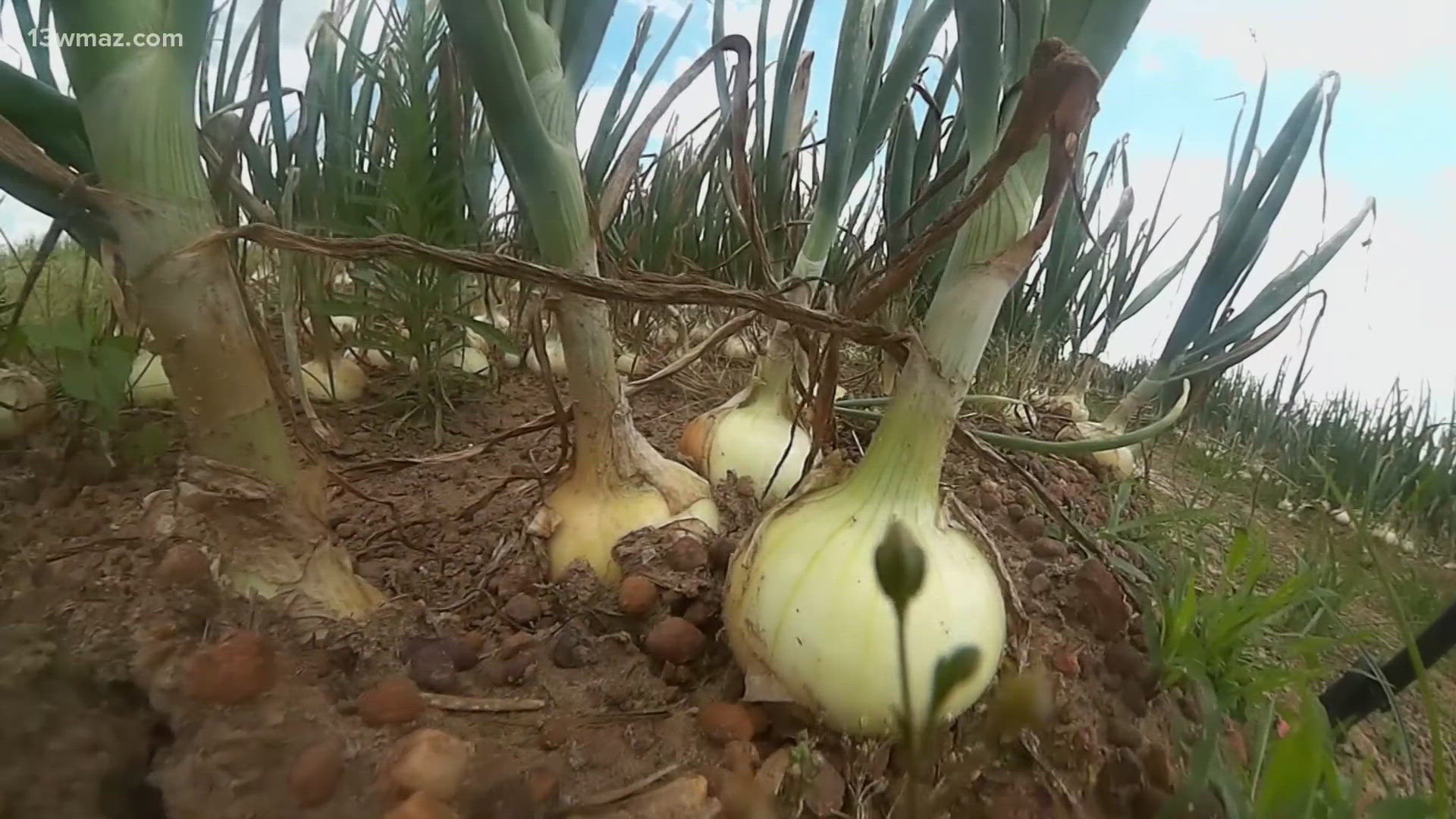 Georgia's Vidalia onions return despite weather challenges | 13wmaz.com