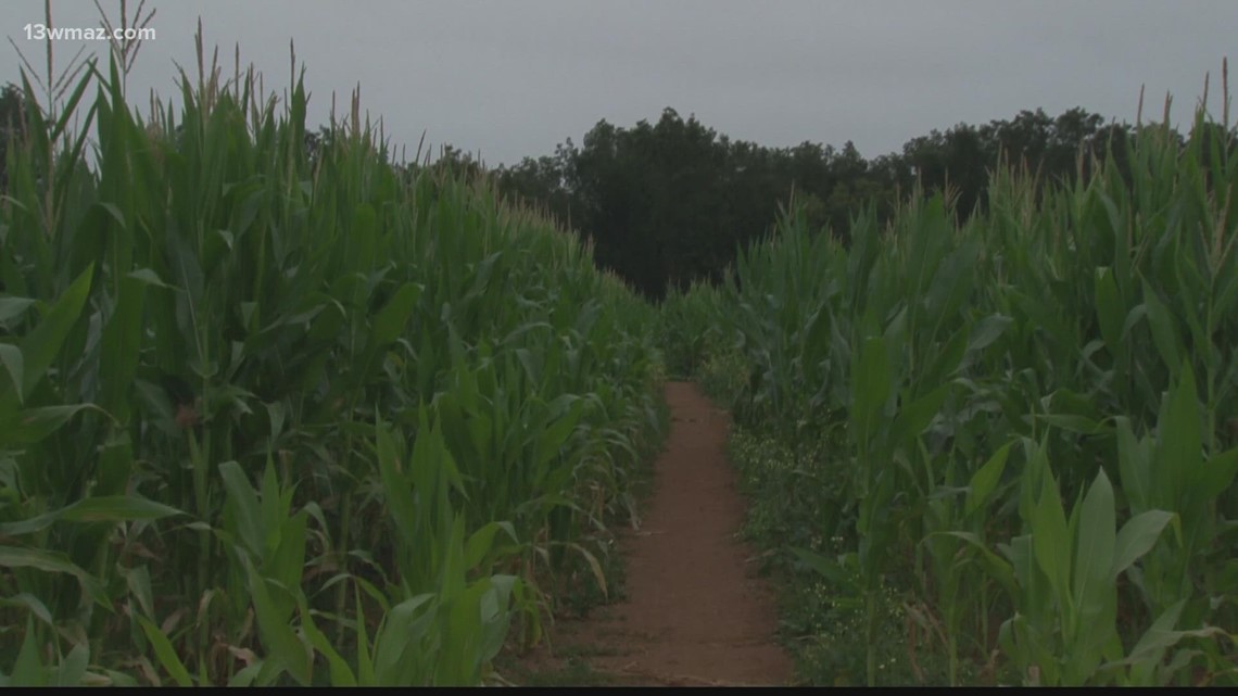 Scene13: October corn maze at Lane Southern Orchards | 13wmaz.com