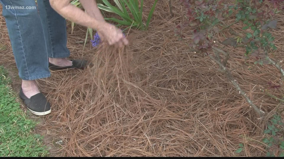 Putnam County sheriff says pine straw scam running rampant | 13wmaz.com