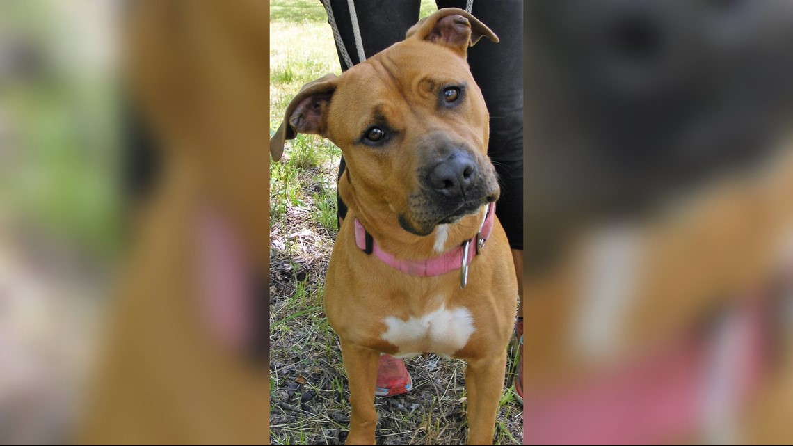 'Dog Whisperer' transforms troubled dogs at Perry animal rescue ...