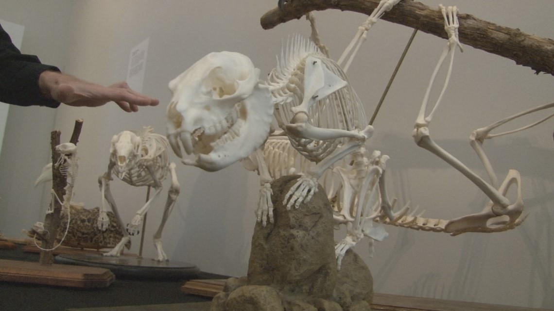 Still Life | Skeleton exhibit on display at the Mill Hill Community ...