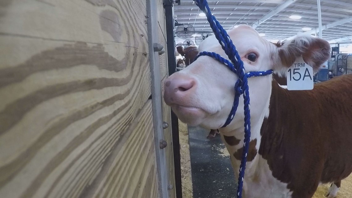 Hundreds of cows for show at Georgia National Fairgrounds | 13wmaz.com