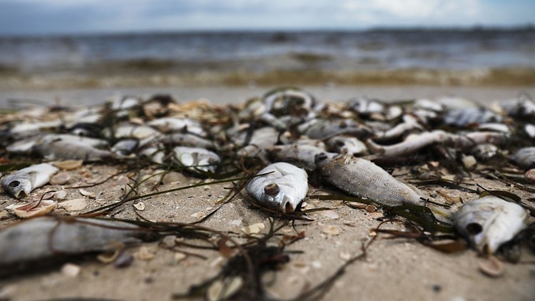 What travelers should know about Florida's red tide outbreak | 13wmaz.com