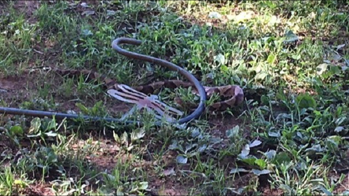 Copperhead Snakes Have Greensboro Neighborhood in Fear; Dog Dies From ...