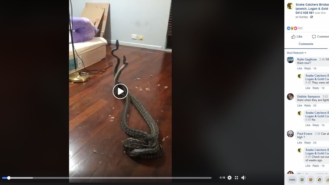 Fighting pythons drop from ceiling into family's home, woman captures ...
