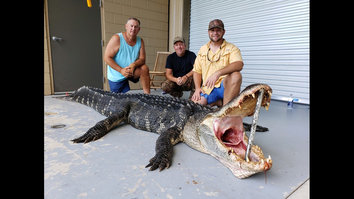 Telfair men catch 13-foot gator after hours of trying to subdue the ...