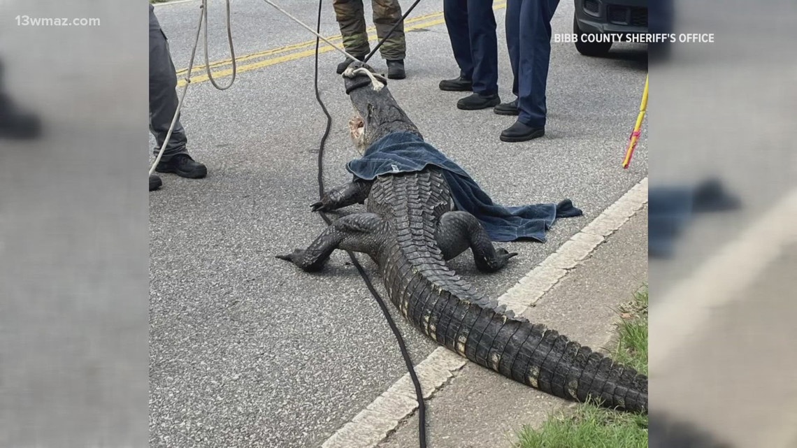 11-foot Alligator caught, removed from South Bibb neighborhood Tuesday ...