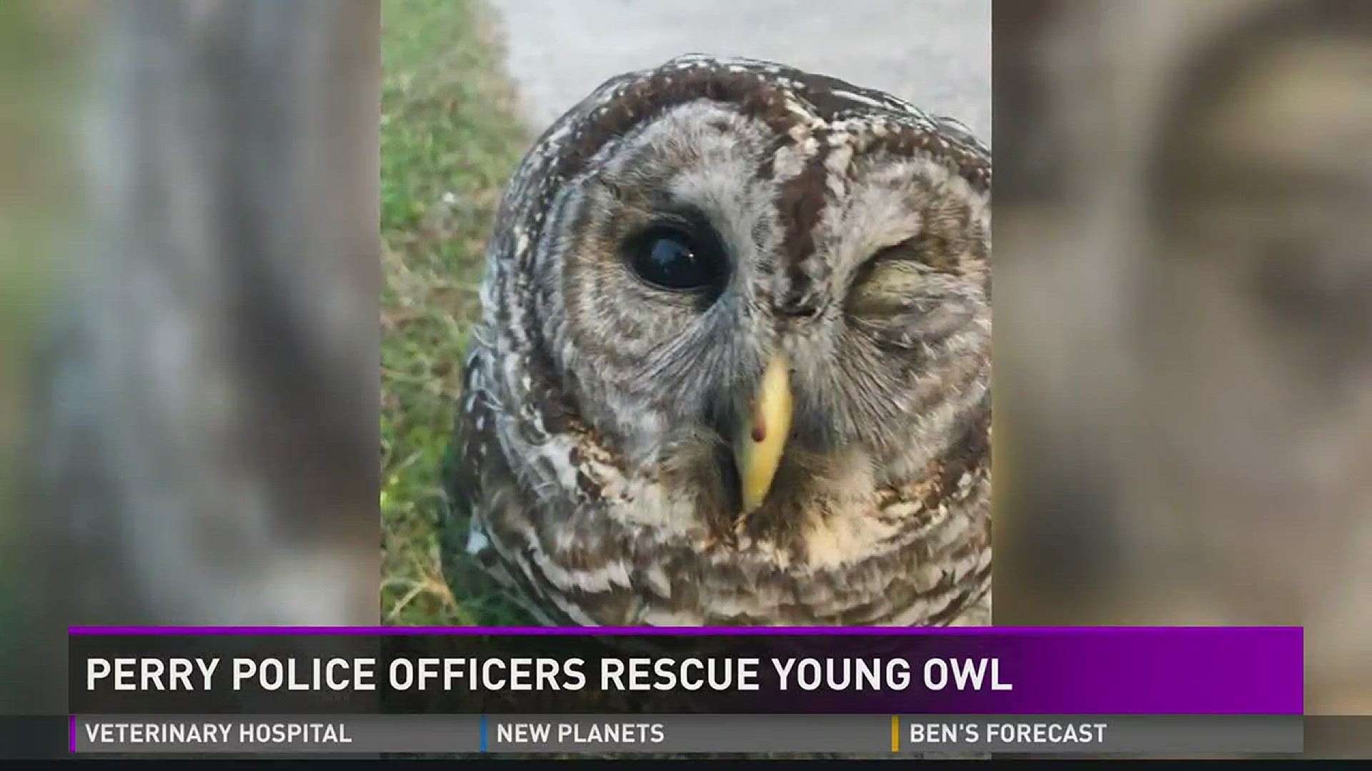 Perry police officers rescue baby owl | 13wmaz.com