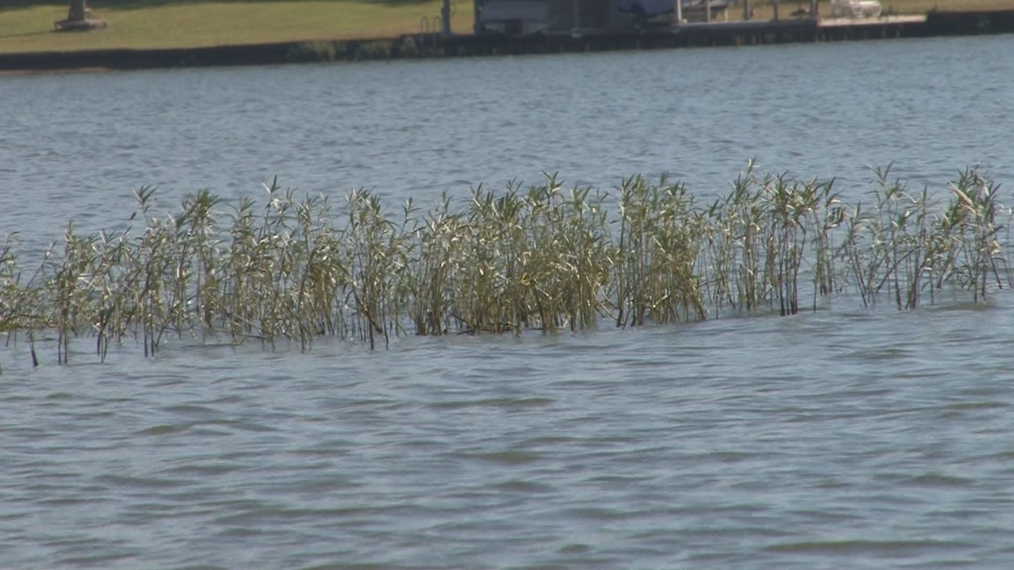 Georgia Power to address Lake Sinclair's invasive weed species | 13wmaz.com