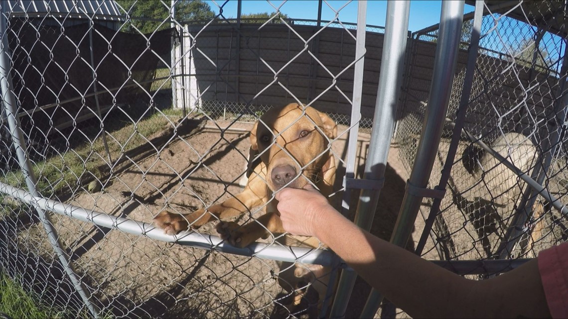 Byron animal shelter asks people to support its holiday silent auction ...