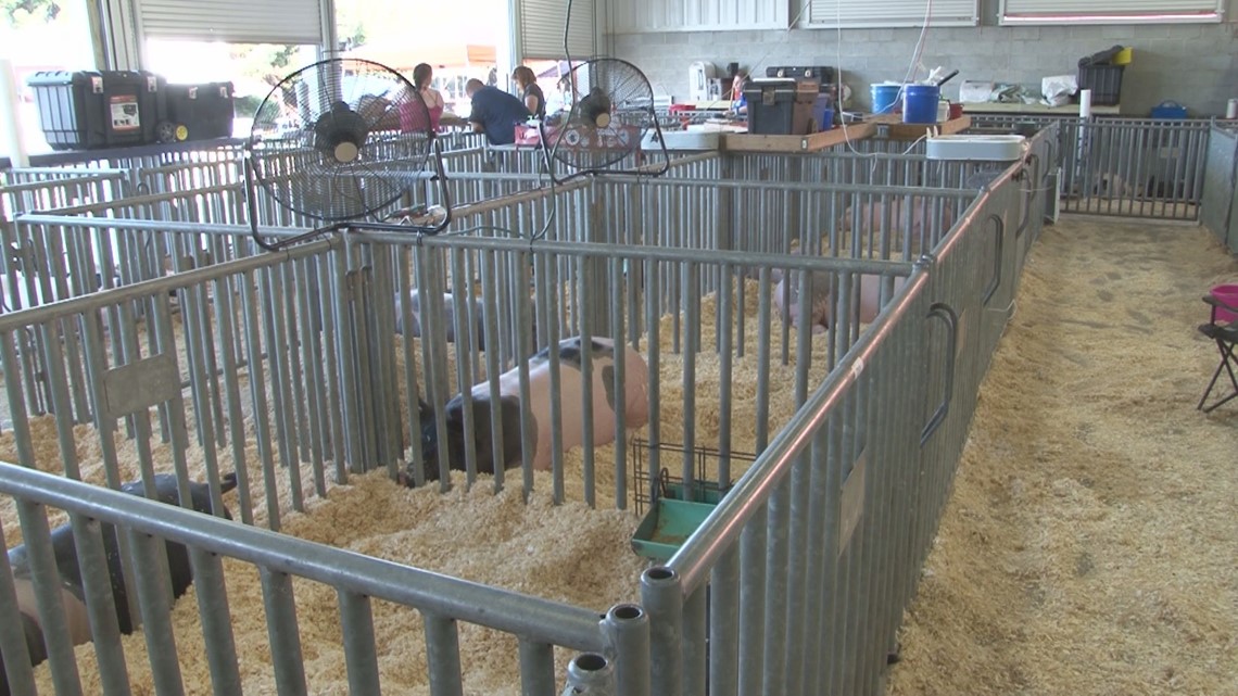 Pigs strut their stuff at Georgia National Fair's hog show | 13wmaz.com