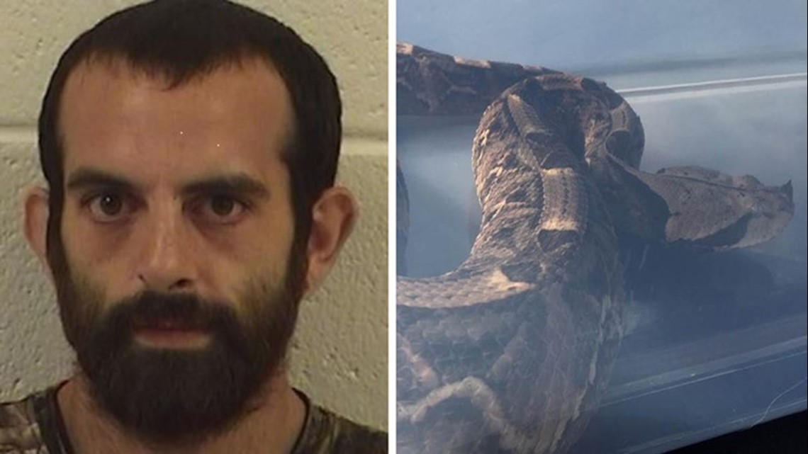 Georgia authorities seize Gaboon viper, other snakes from inside home ...