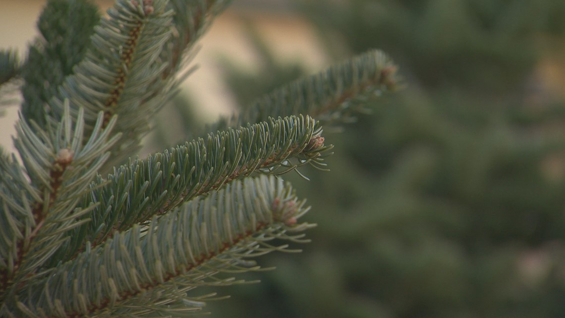 VERIFY: Is your Christmas tree crawling with bugs? | 13wmaz.com