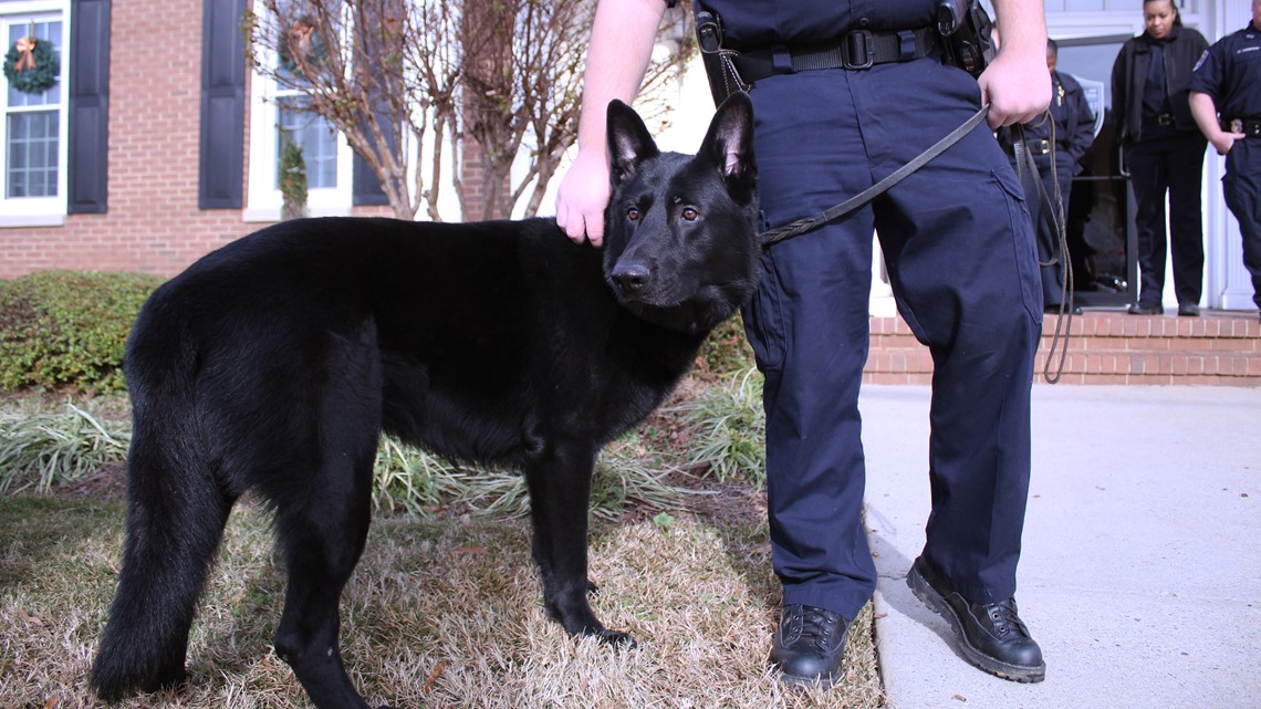 'It really means a lot:' Milledgeville K9 Falco awarded medal for being ...