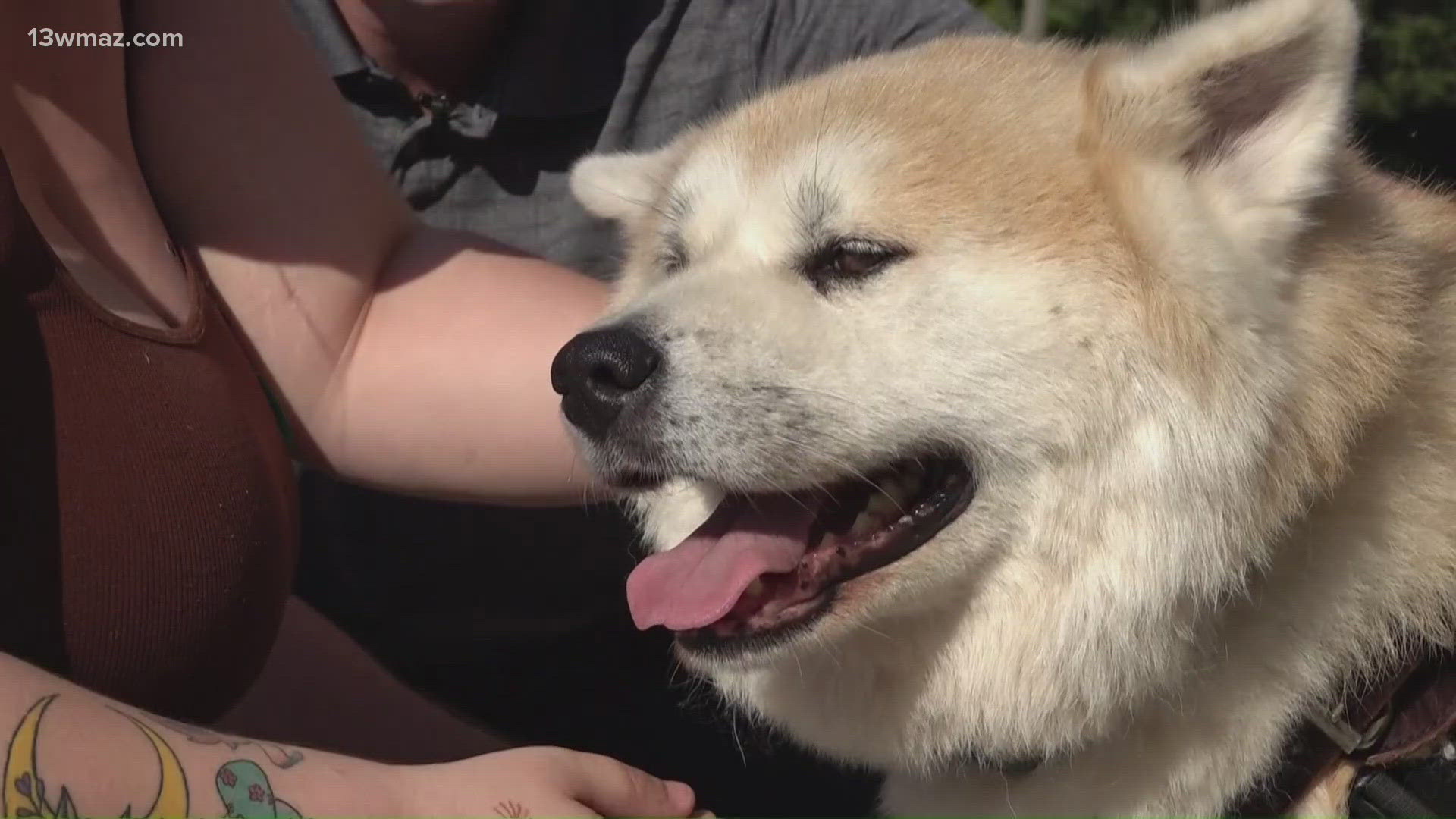 Warner Robins council approves animal limitation waiver for veteran ...