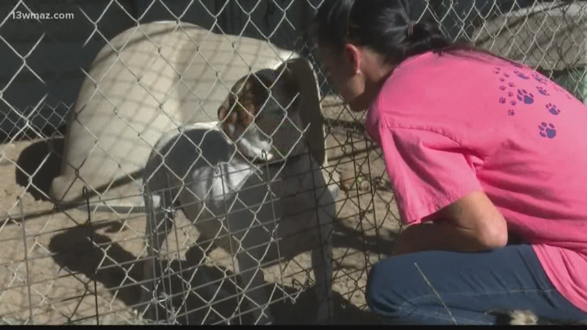 Byron animal shelter asks people to support its holiday silent auction ...