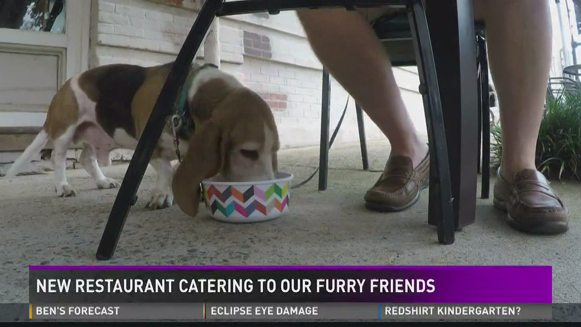 Forsyth restaurant catering to even our furry friends | 13wmaz.com