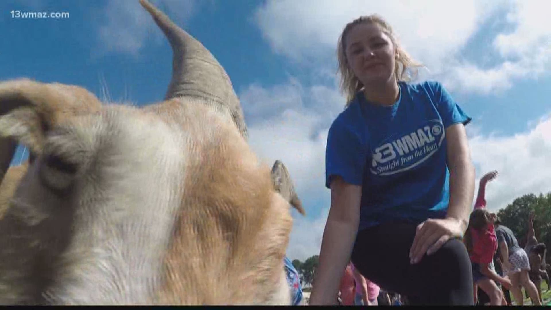 WMAZ staff experiences 'goat yoga' at Center Park in Centerville ...