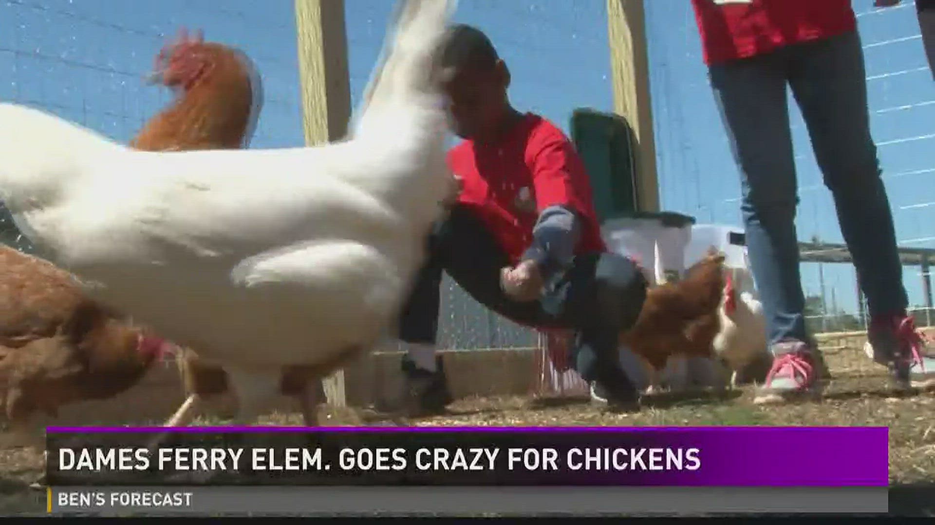 Dames Ferry Elementary School goes crazy for chickens | 13wmaz.com