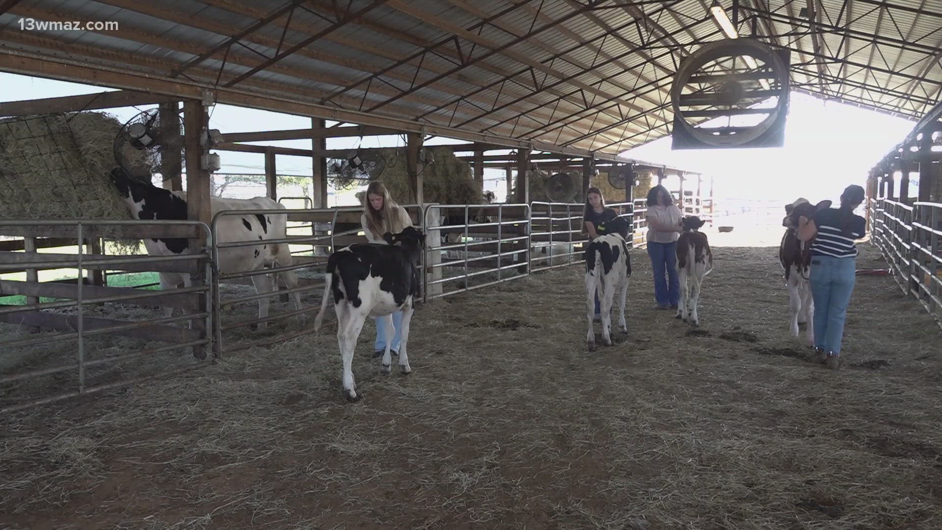 Houston County HS FFA students prepare animals for Georgia National Fair | 13wmaz.com