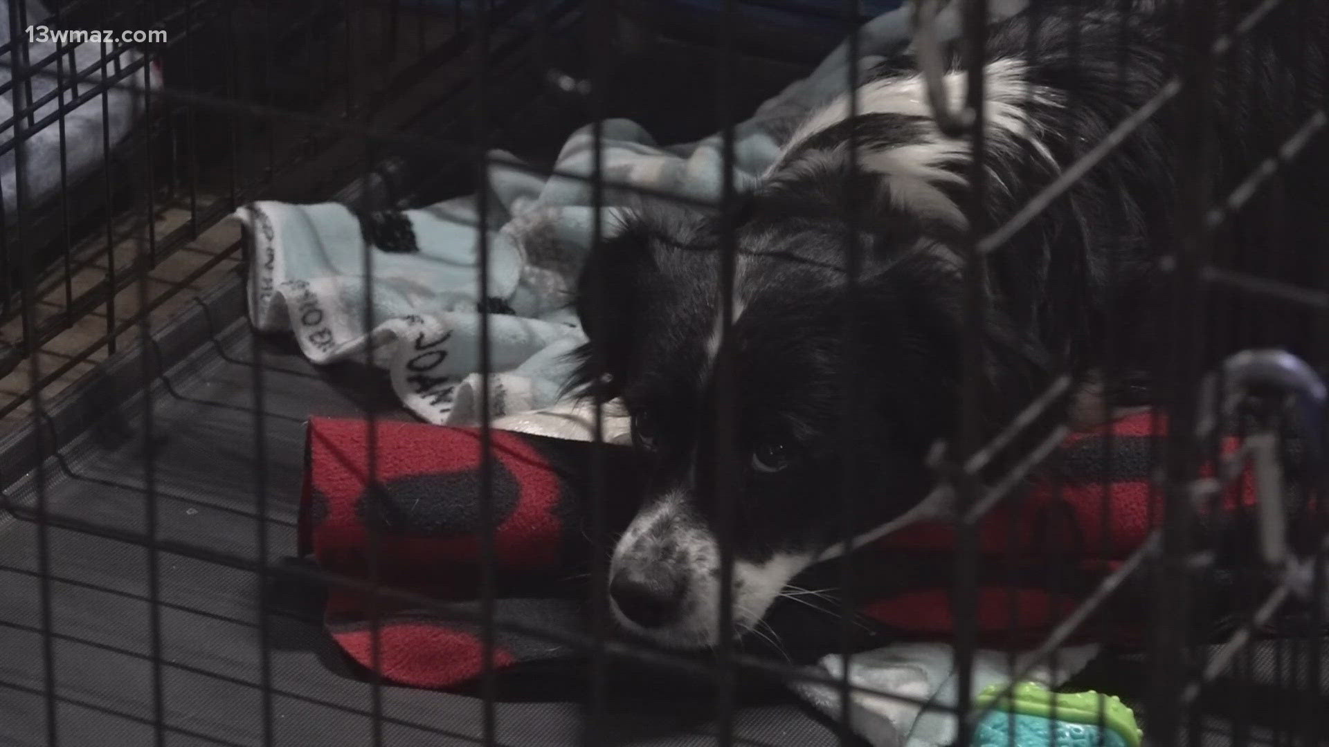 Argument between young adults leads to gunshots in home, Warner Robins ...