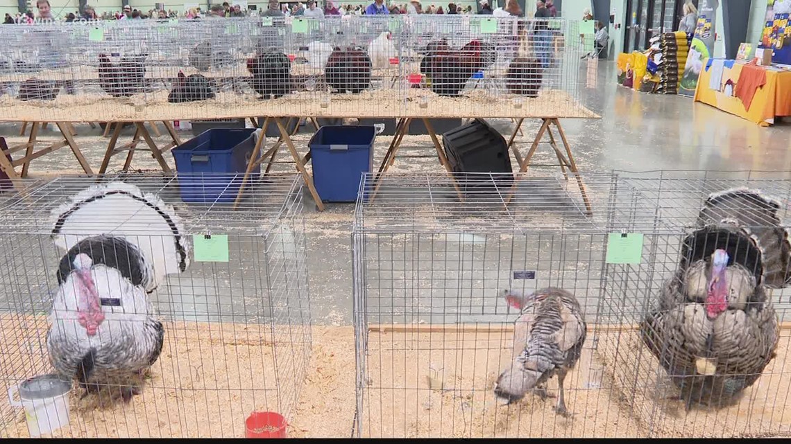 Poultry Show held at the Georgia National Fairgrounds in Perry | 13wmaz.com
