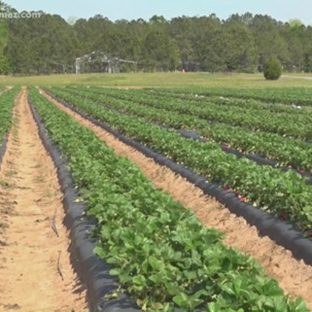 Georgia Department of Ag introduces fund to preserve farmland and limit ...