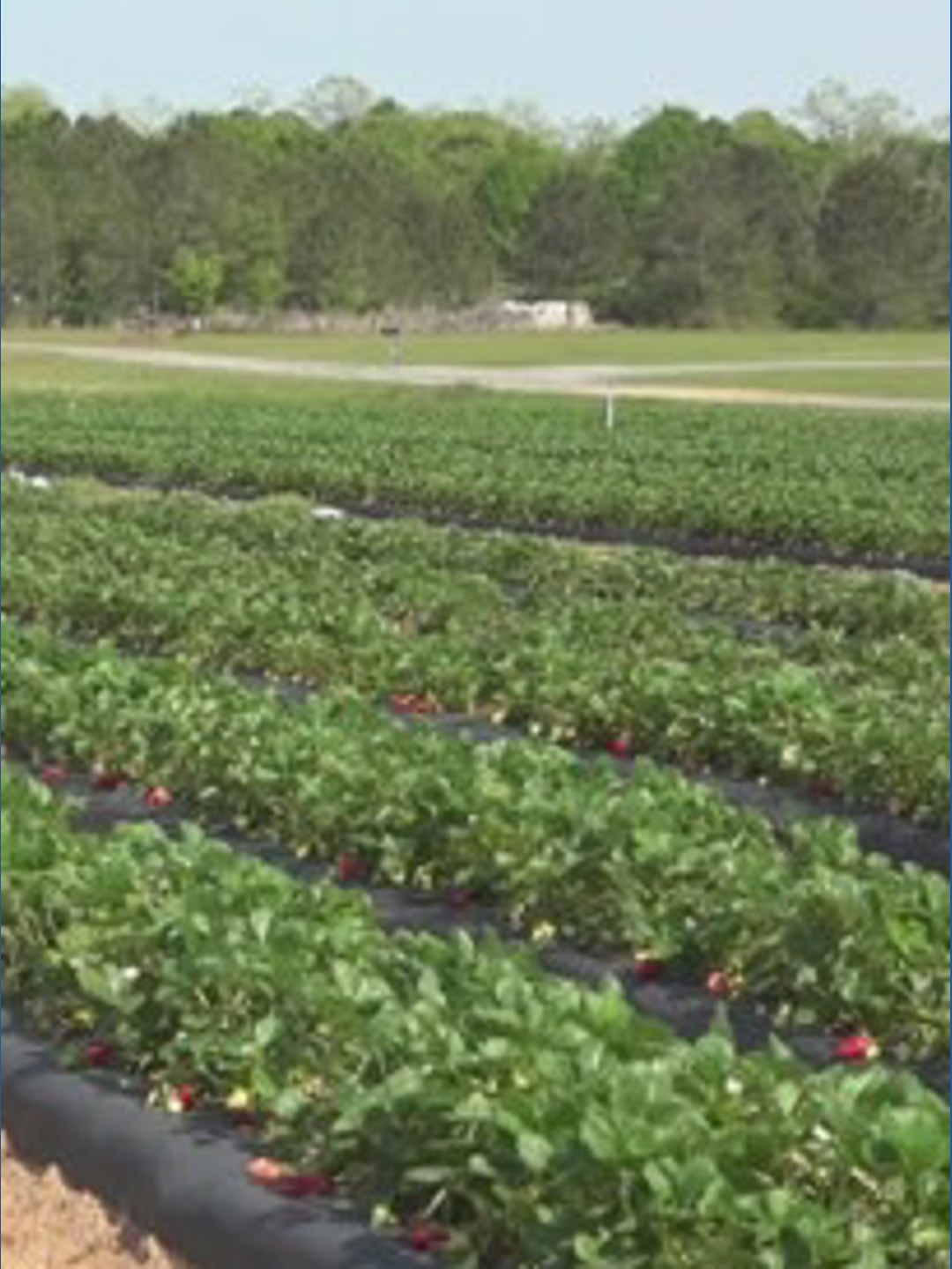 Georgia Department of Ag introduces fund to preserve farmland and limit ...