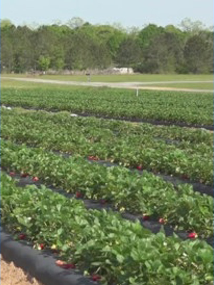 Georgia Department of Ag introduces fund to preserve farmland and limit ...