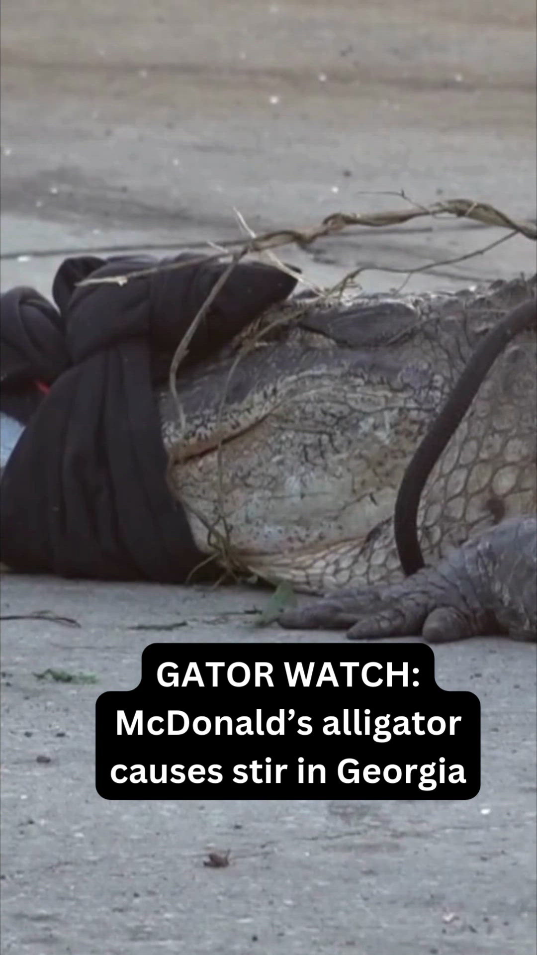 GATOR WATCH: McDonald’s alligator causes stir in Macon | 13wmaz.com