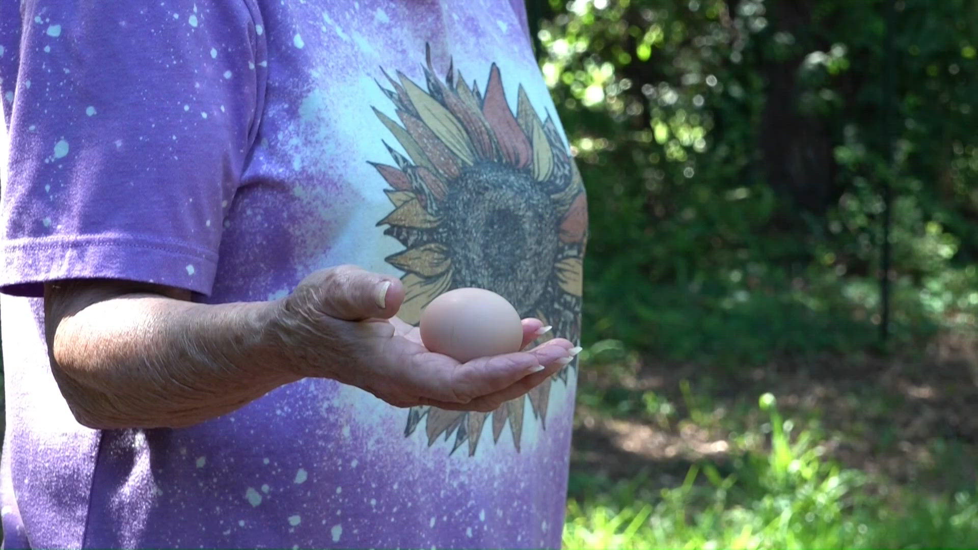 Macon event offers hands-on learning in raising backyard chickens ...
