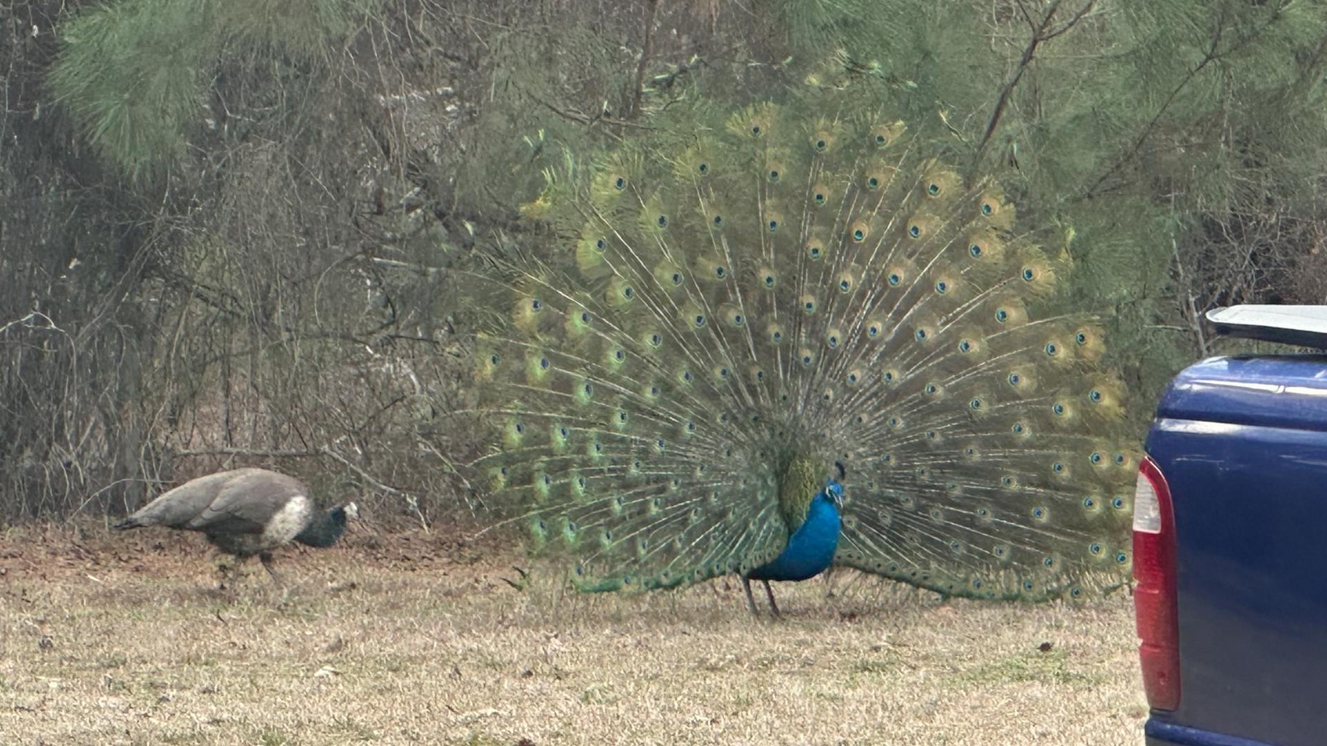 Four peacocks on the loose in Jones County, sheriff's office says ...