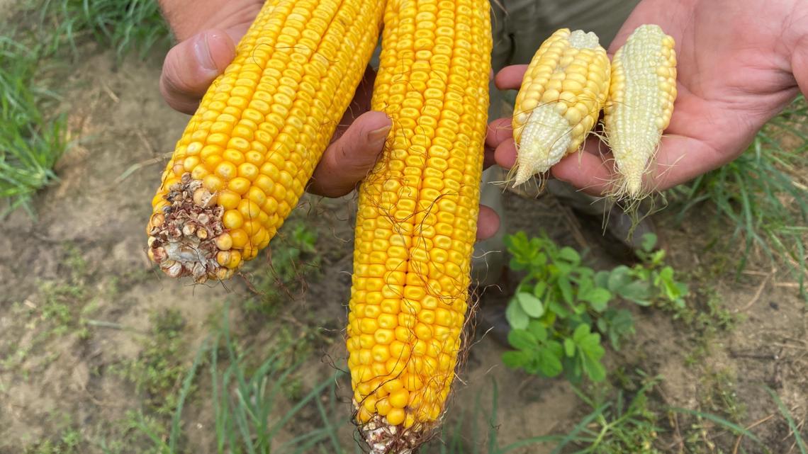 Corn crop suffering in Central Georgia heat | 13wmaz.com