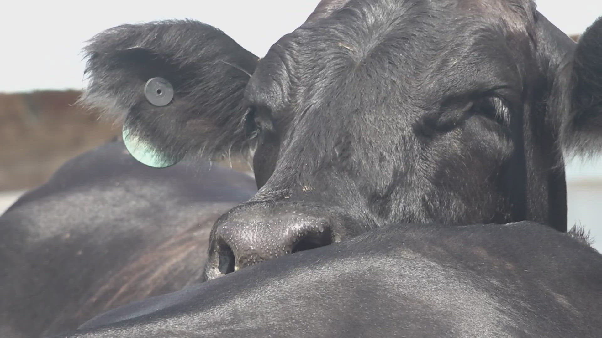 A look at how the Georgia National Fair is honoring the state's ...