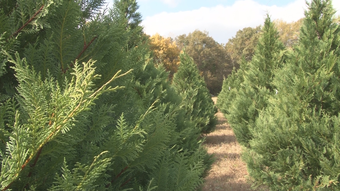 'It's a concern to me' | Owner of Byron tree farm prepares for after ...