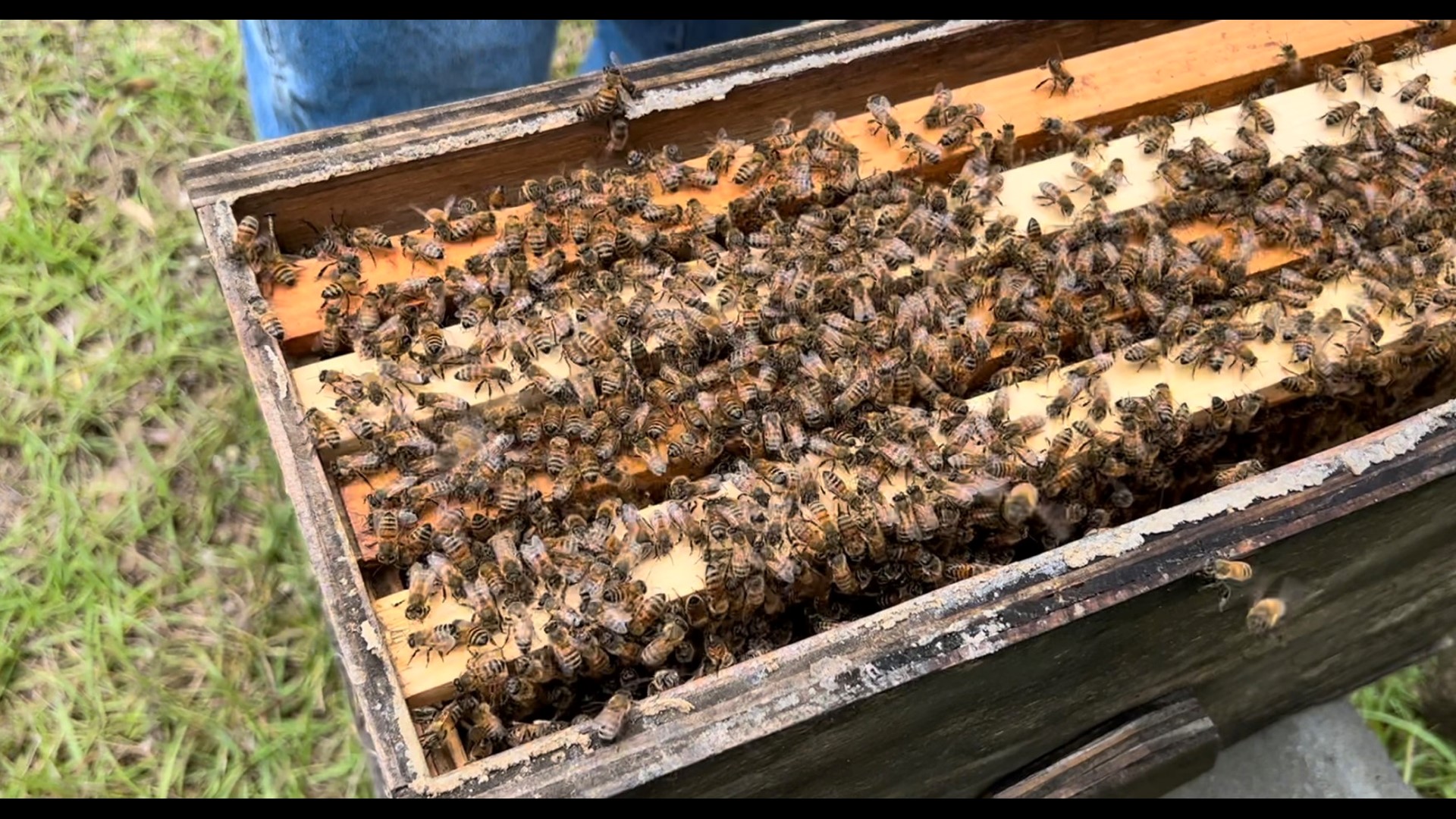 Bees & Weather: A bond that sustains Georgia's Agriculture! | 13wmaz.com