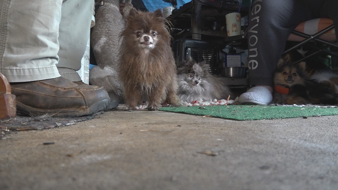 Perry man saves 9 dogs from a burning home | 13wmaz.com