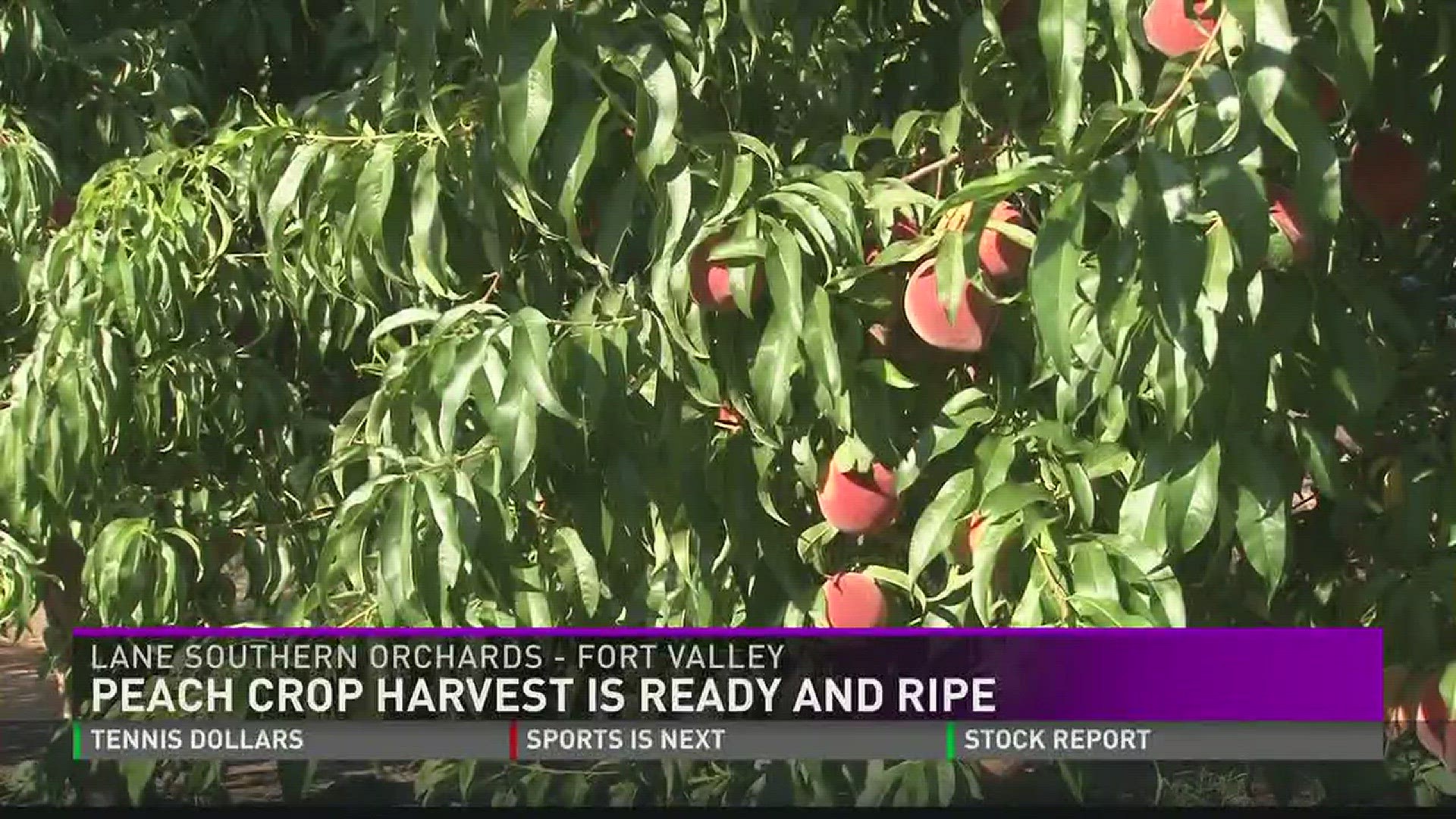 Peach crop harvest is ready and ripe | 13wmaz.com