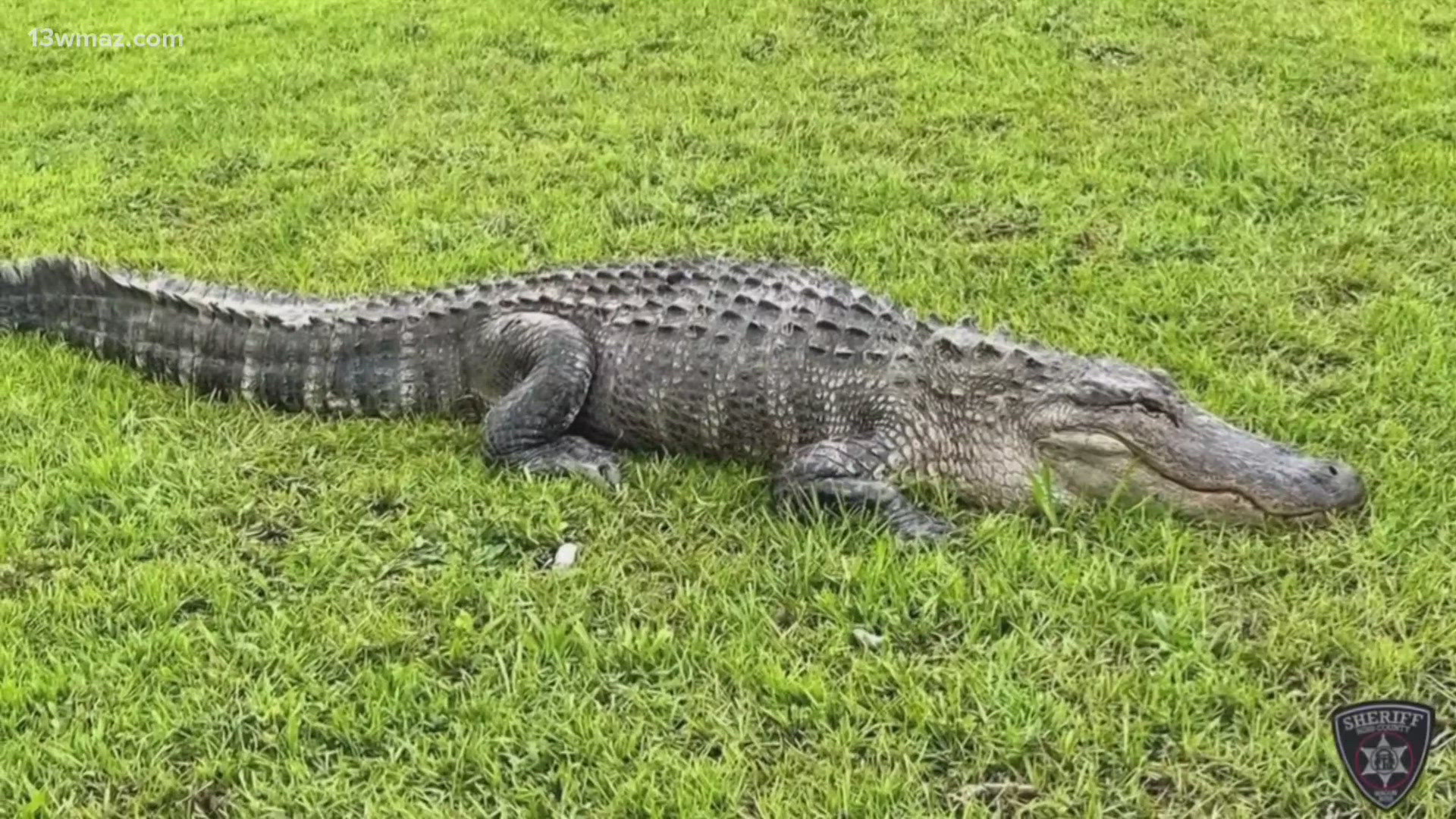 Stay GatorWise: Tips for Safe Outdoor Fun in Georgia | 13wmaz.com