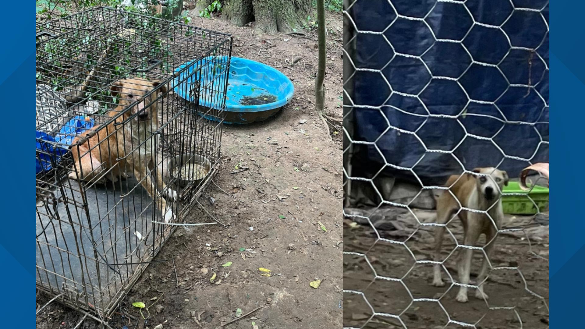 Georgia Department of Ag rescues 32 dogs from unsafe conditions, animal ...