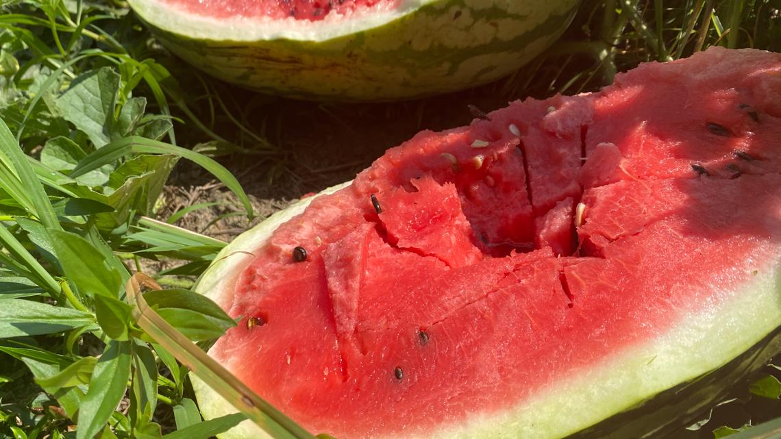 Owners of Lizella Melons say you can eat the entire watermelon | 13wmaz.com