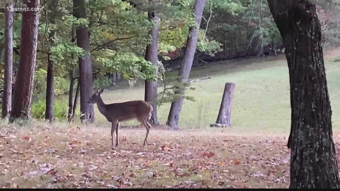 Majority of deer hunting accidents involve tree stand, here is how you ...