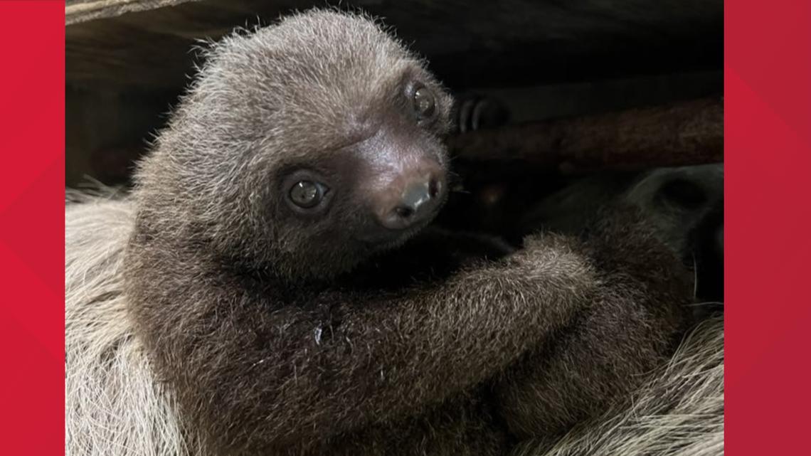 Zoo Atlanta's baby sloth has a name. Meet 'Rolo' | 13wmaz.com