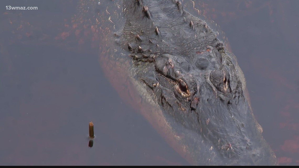 Georgia DNR Urges Central Georgians to stay 'Gatorwise' as alligator ...
