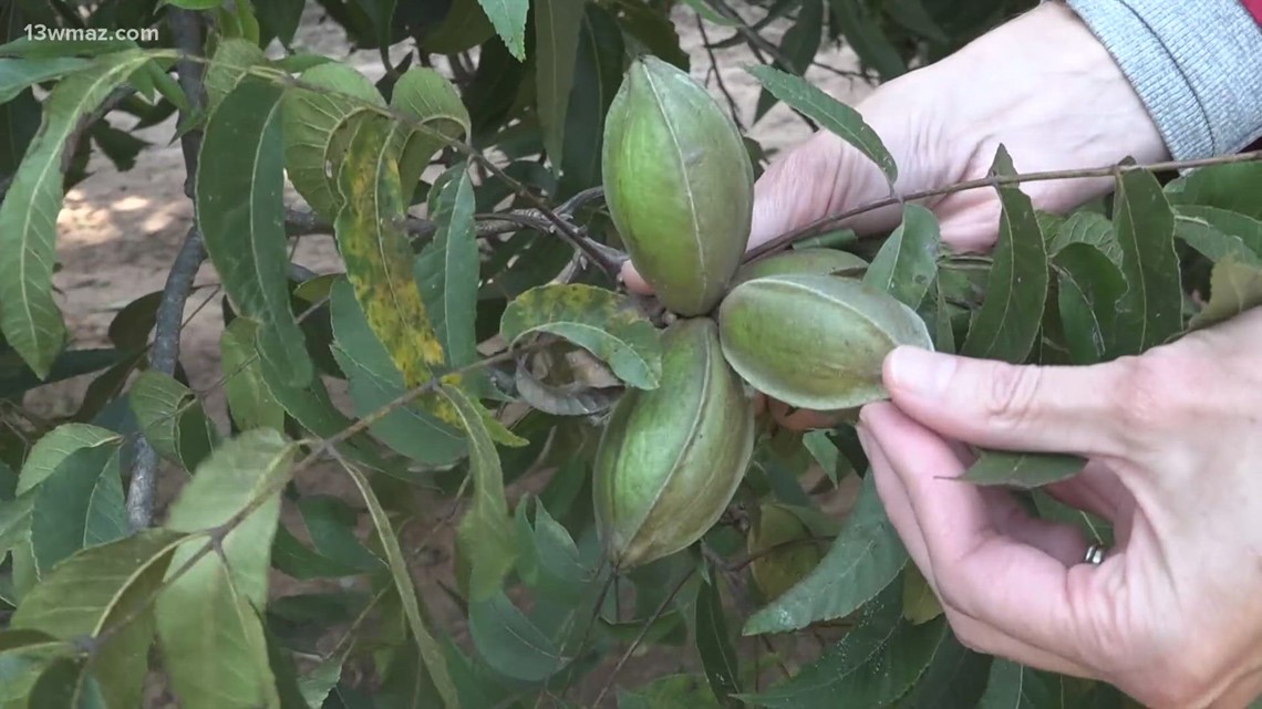 'See you at the fair': Pearson Farm brings a variety pecans to the ...