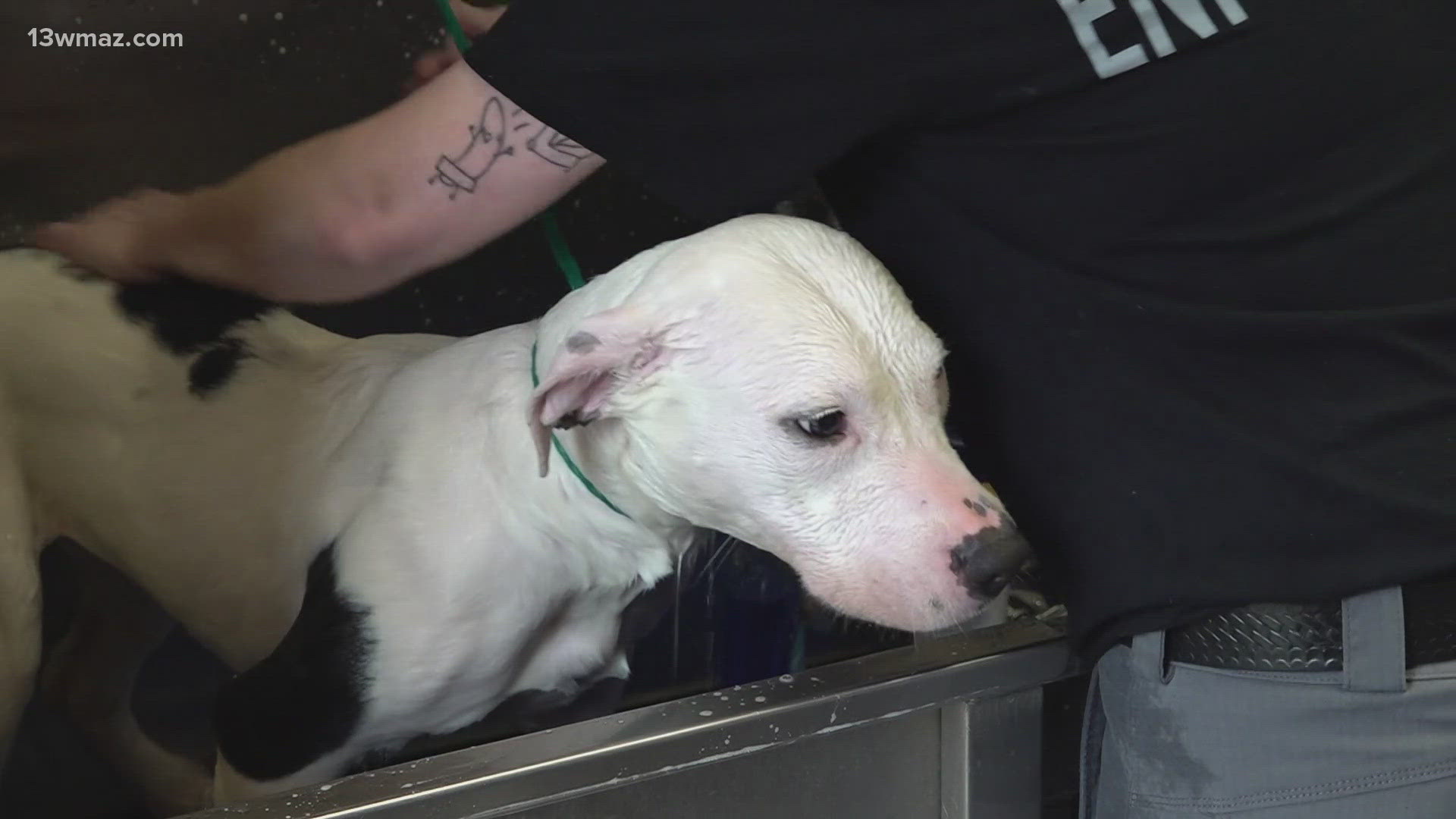 28 animals rescued from east Macon home in animal hoarding case ...